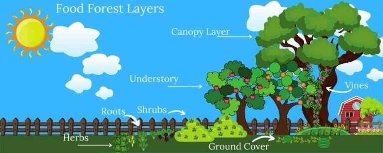 How To Start A Food Forest Step By Step - Road to Reliance