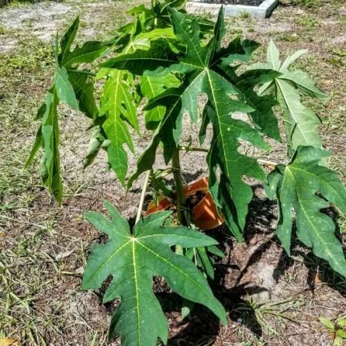 How To Start A Food Forest Step By Step - Road to Reliance