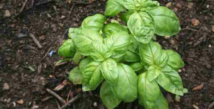 How To Grow And Harvest Basil - Road to Reliance
