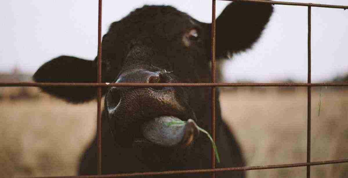 5 Types of Cattle Gates - Road to Reliance