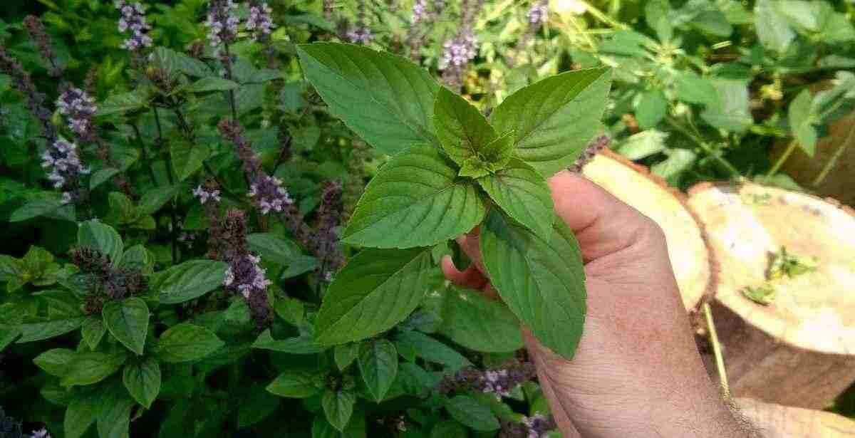How To Grow And Harvest Basil - Road to Reliance
