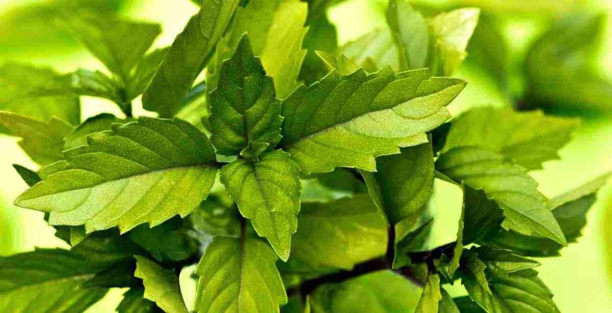 How To Grow And Harvest Basil - Road to Reliance