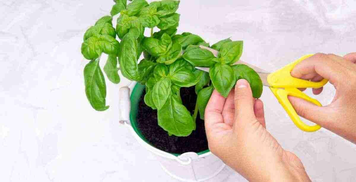 How To Grow And Harvest Basil - Road to Reliance
