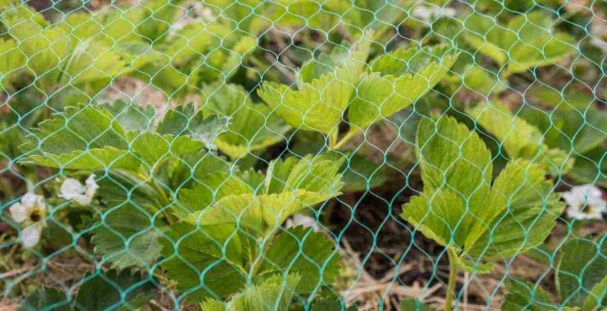 How To Grow Strawberries - Road to Reliance