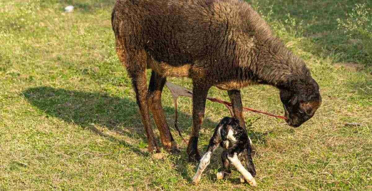 Raising Baby Goats On The Homestead - Road to Reliance
